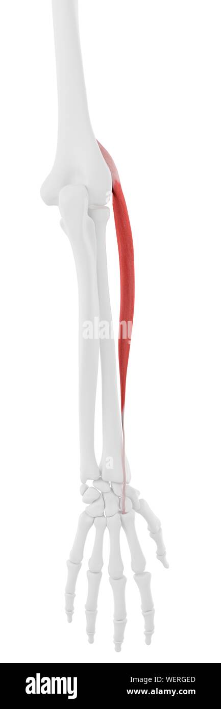 Extensor carpi radialis longus hi-res stock photography and images - Alamy