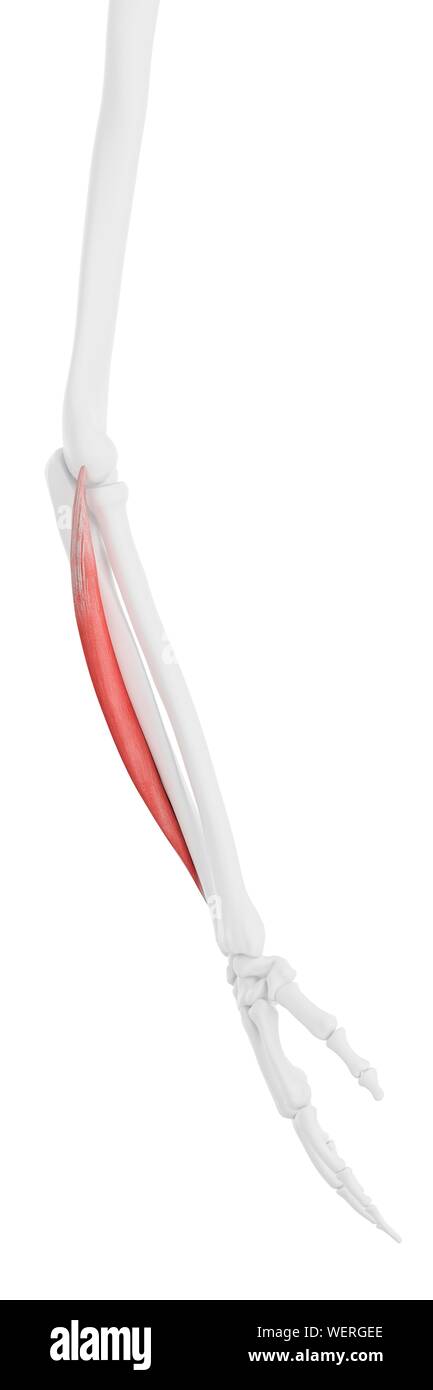 Extensor carpi ulnaris muscle, illustration Stock Photo - Alamy