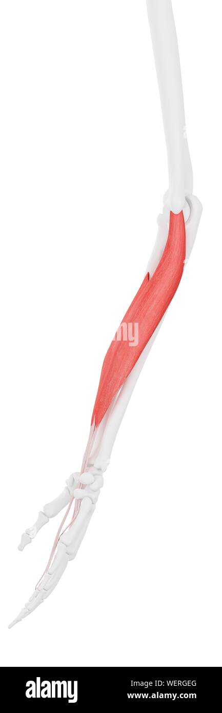 Flexor digitorum superficialis muscle, illustration Stock Photo - Alamy