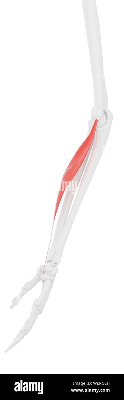 Flexor carpi radialis muscle, illustration Stock Photo - Alamy