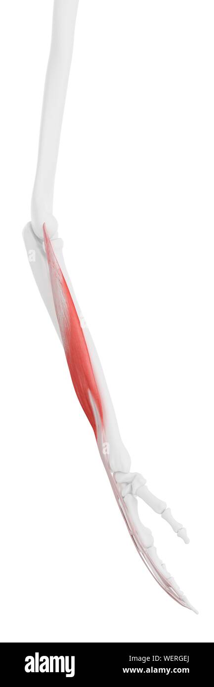 Extensor digitorum muscle, illustration Stock Photo - Alamy