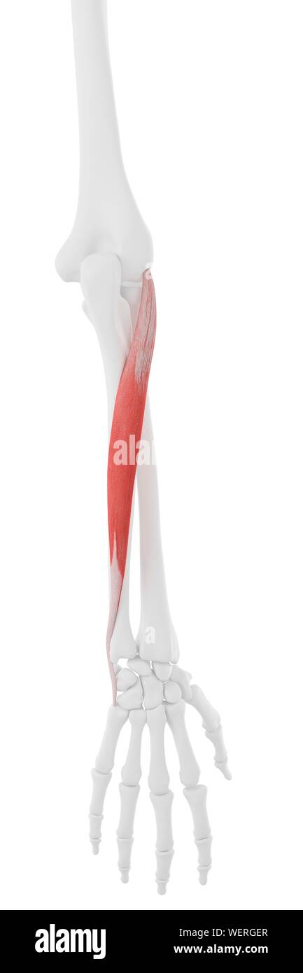 Extensor carpi ulnaris muscle hi-res stock photography and images - Alamy