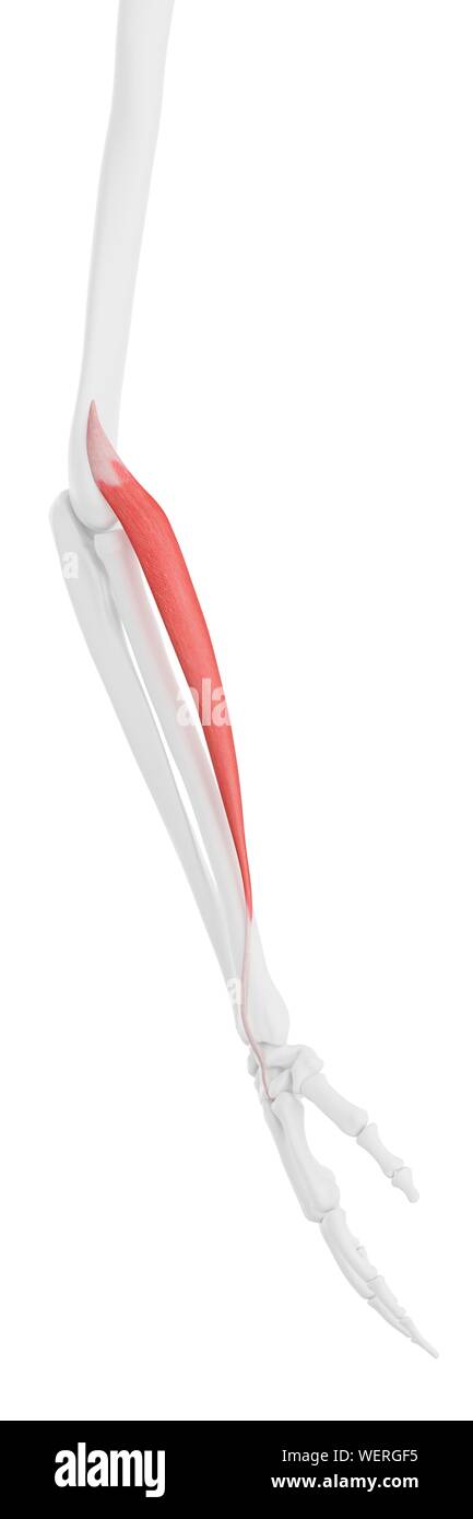 Extensor carpi radialis longus muscle, illustration Stock Photo - Alamy