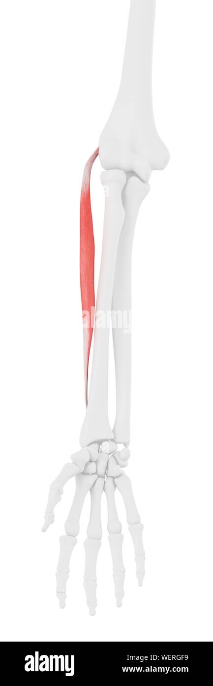 Extensor carpi radialis brevis muscle, illustration Stock Photo - Alamy