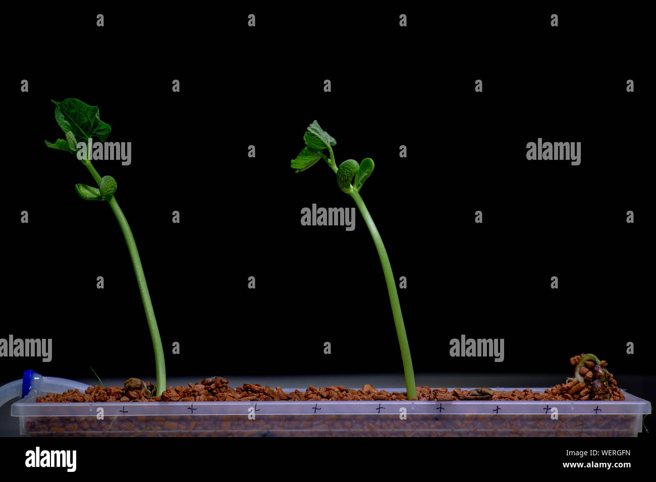 Bean seed growth one hi-res stock photography and images - Alamy