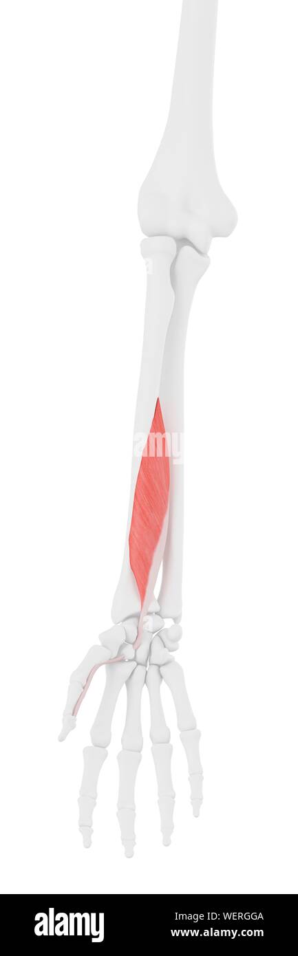 Flexor pollicis longus muscle, illustration Stock Photo - Alamy