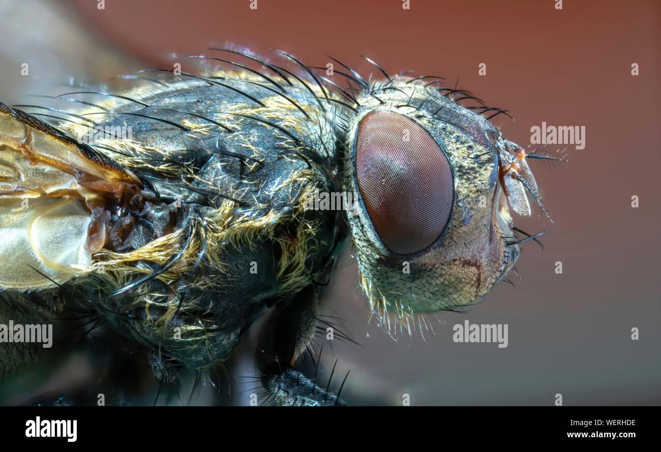 Fly eye hi-res stock photography and images - Alamy