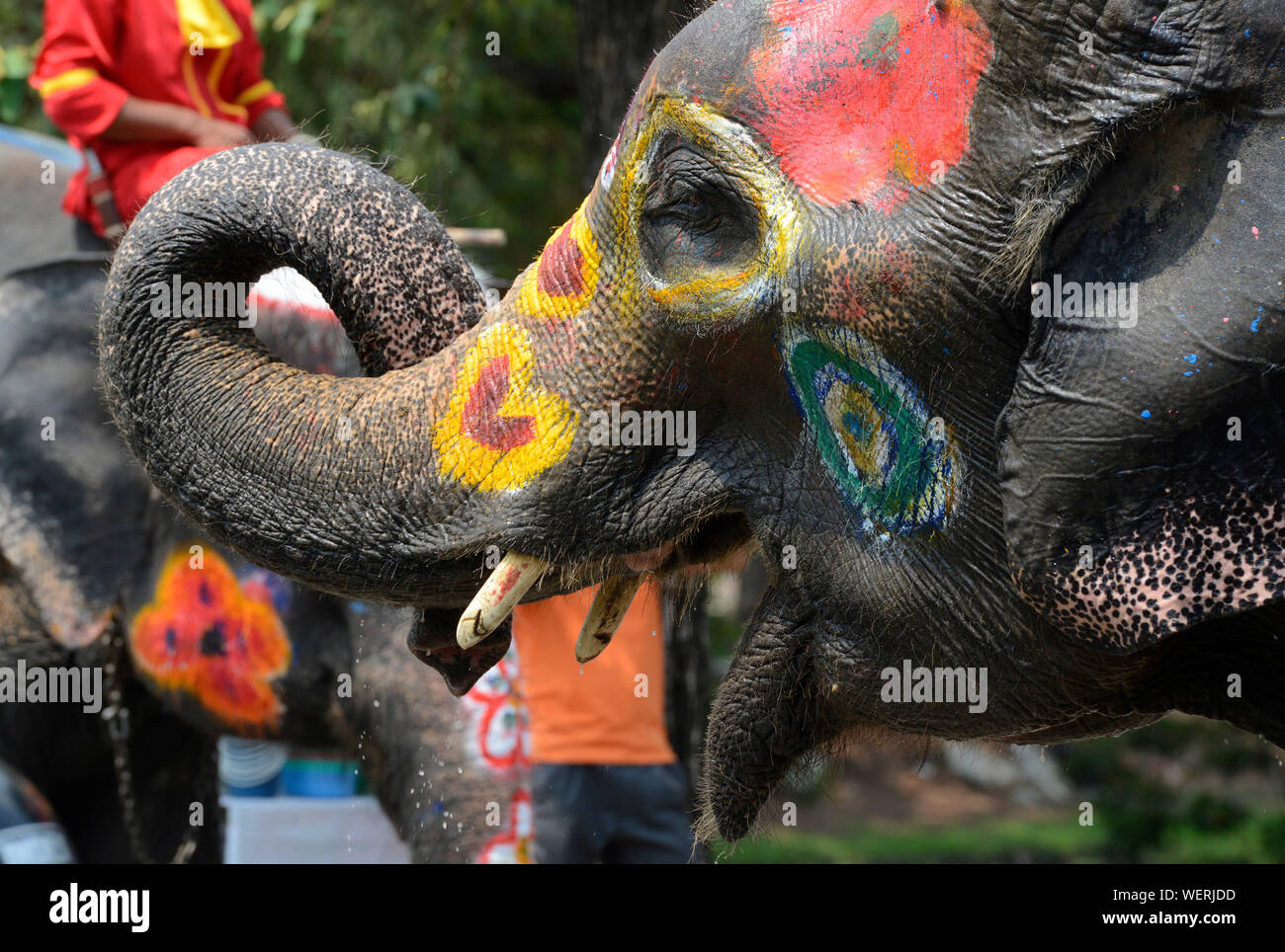 Elephant Roaring High Resolution Stock Photography and Images - Alamy