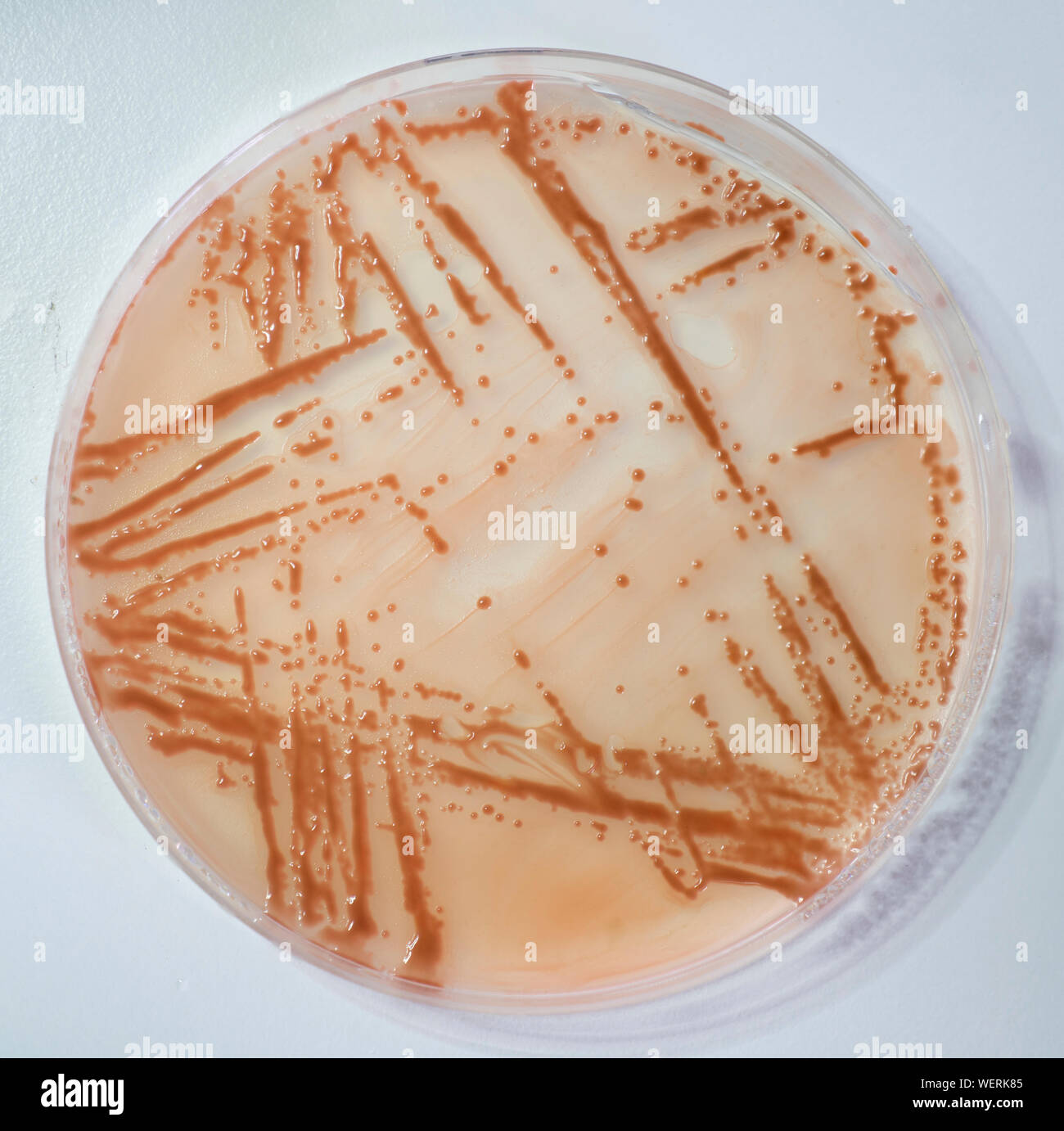 Human excrement hi-res stock photography and images - Alamy