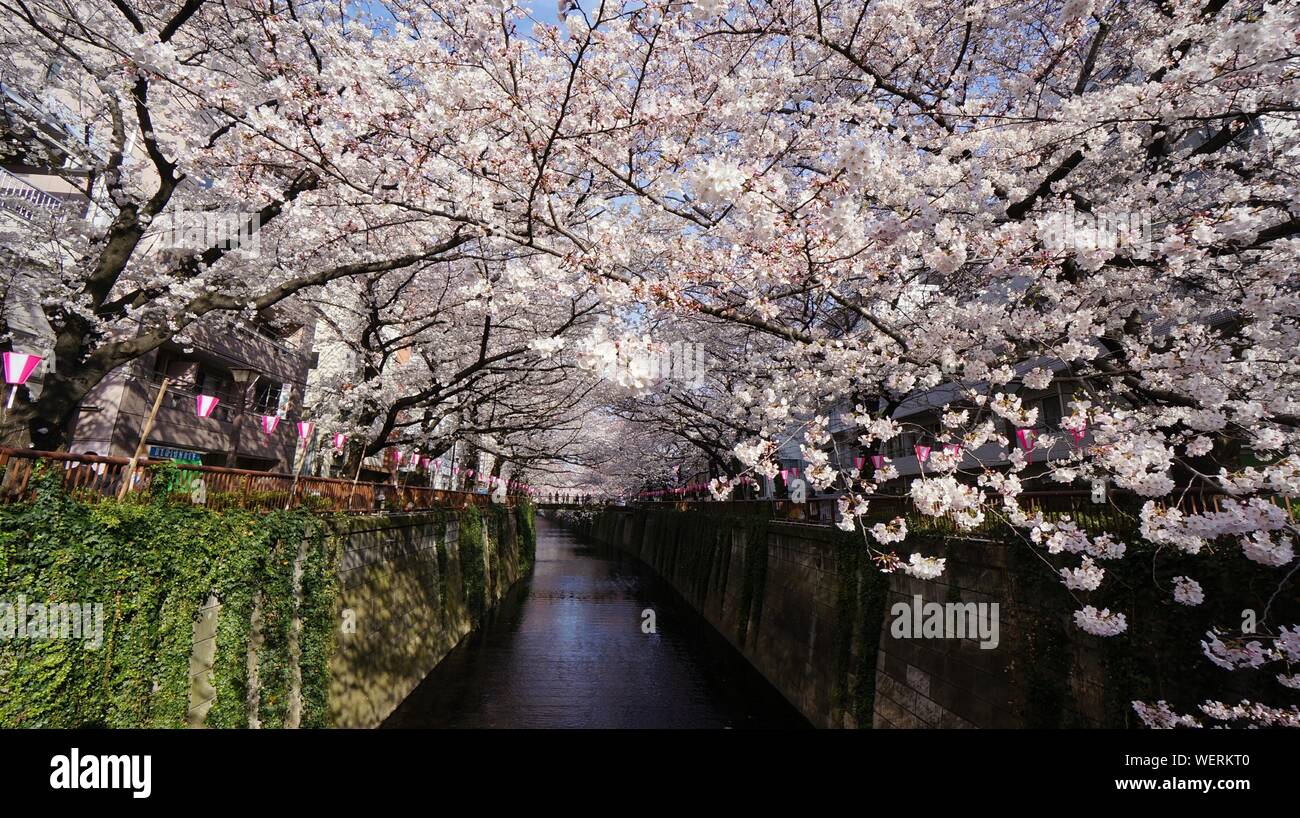 Cherry blossom over water hi-res stock photography and images - Alamy