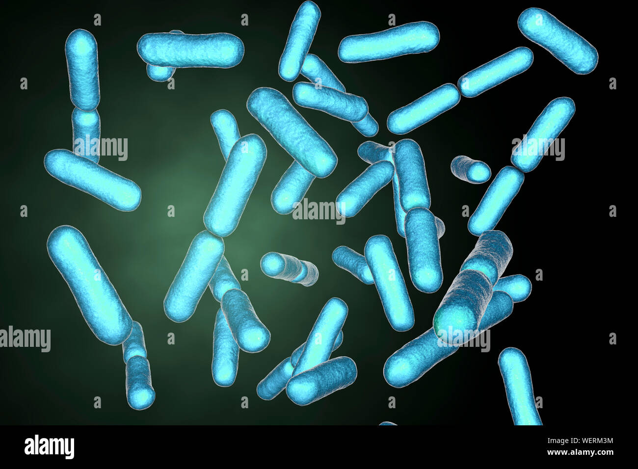 Probiotic bacteria Bacillus clausii, illustration Stock Photo - Alamy