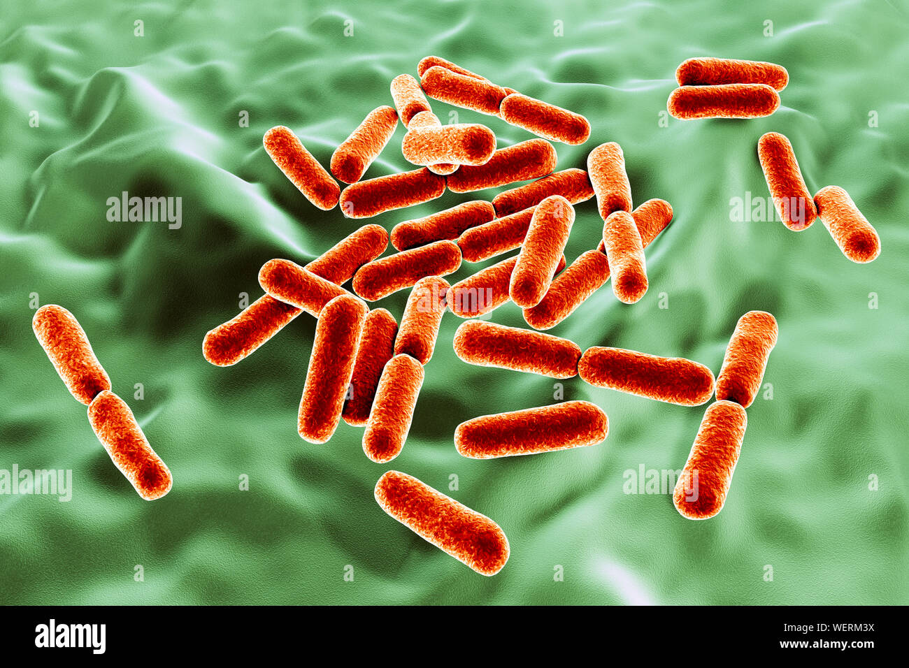 Commensal bacteria hi-res stock photography and images - Alamy