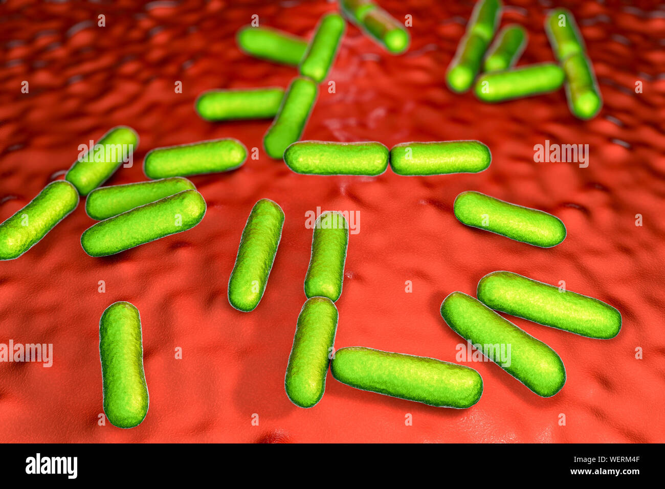 Probiotic bacteria Bacillus clausii, illustration Stock Photo - Alamy