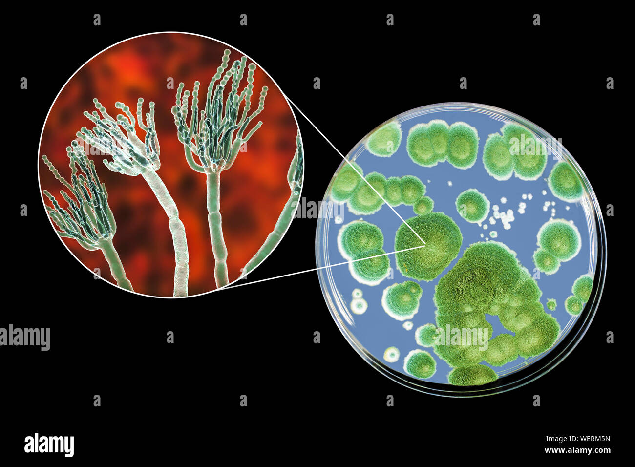 Penicillium sp hi-res stock photography and images - Alamy