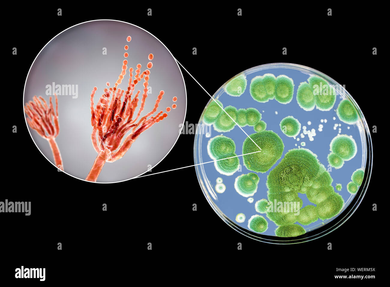 Penicillium sp hi-res stock photography and images - Alamy