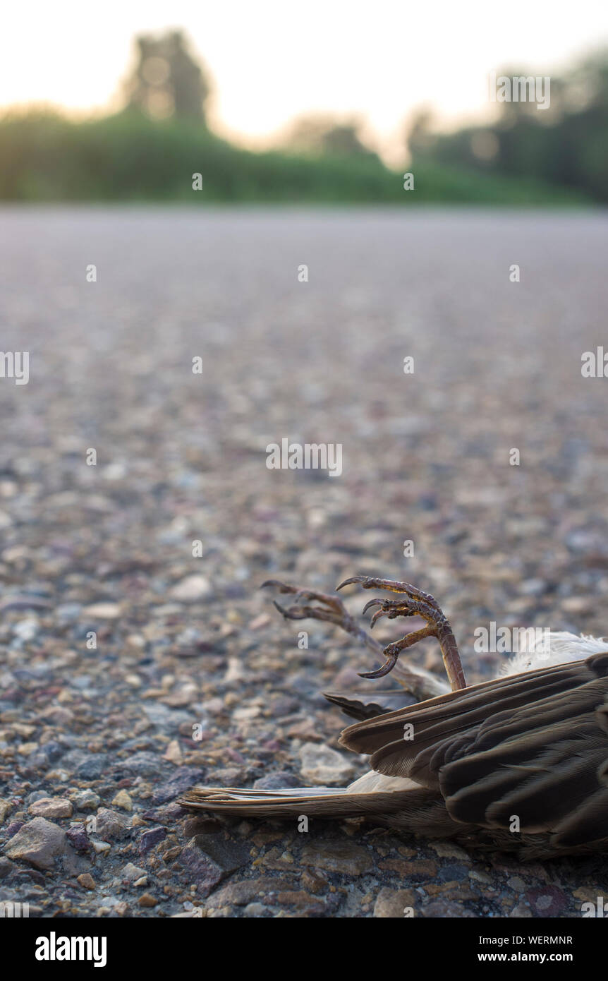 Bird collisions hi-res stock photography and images - Alamy