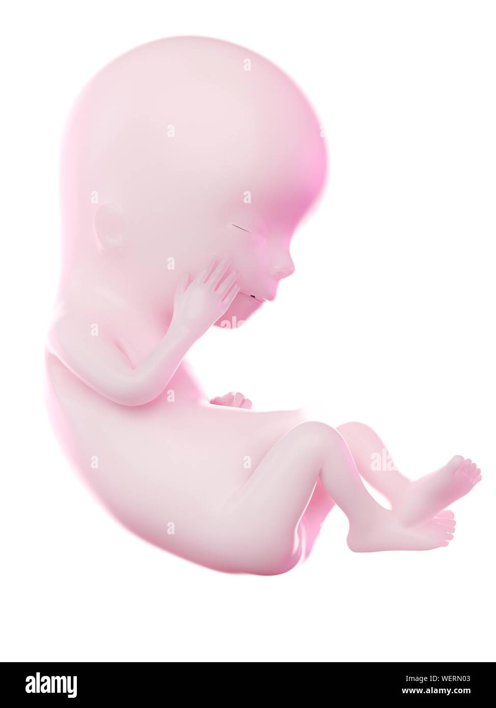Infant child anatomy illustration Cut Out Stock Images & Pictures - Alamy