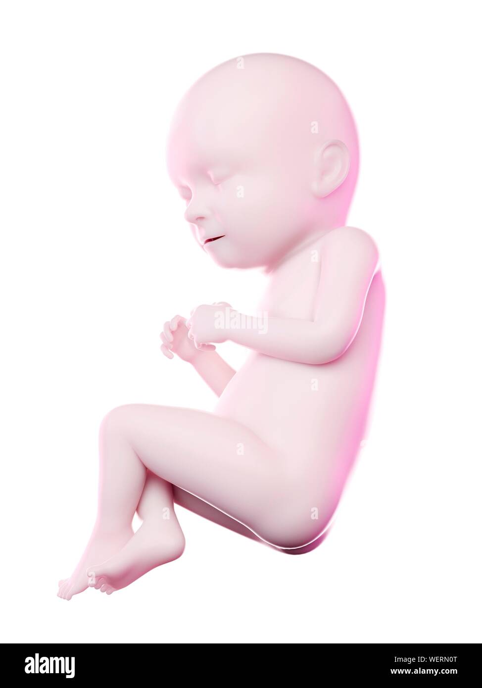 Fetus at week 37, illustration Stock Photo - Alamy