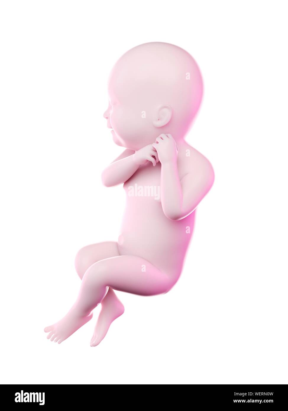 40 week fetus hi-res stock photography and images - Alamy