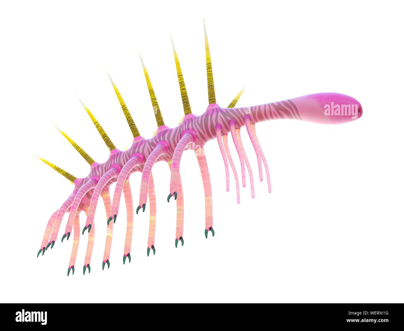 Hallucigenia cambrian hi-res stock photography and images - Alamy