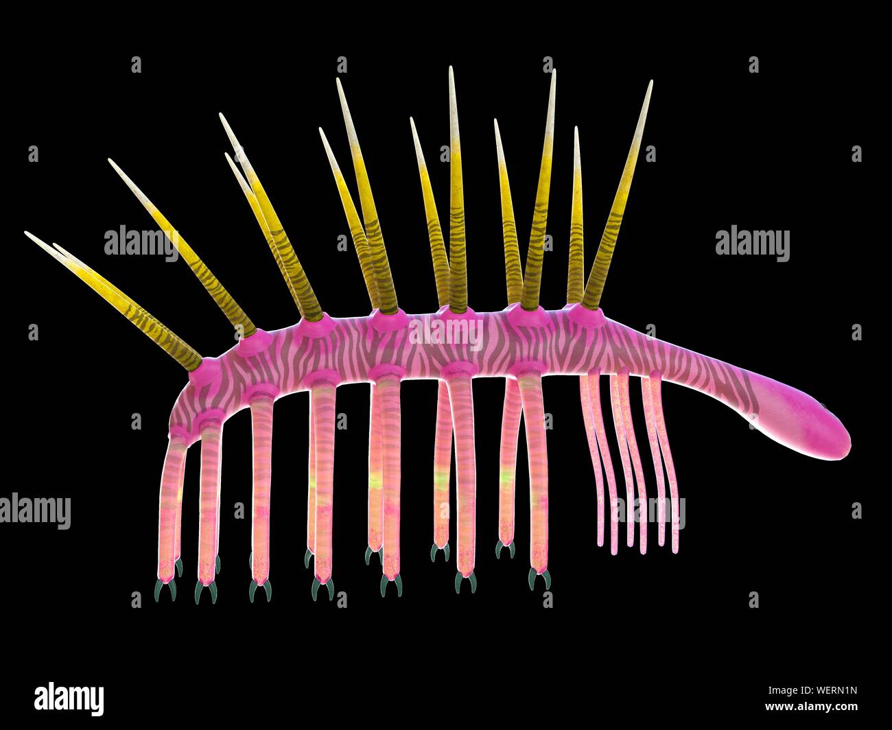 Prehistoric invertebrate hi-res stock photography and images - Alamy