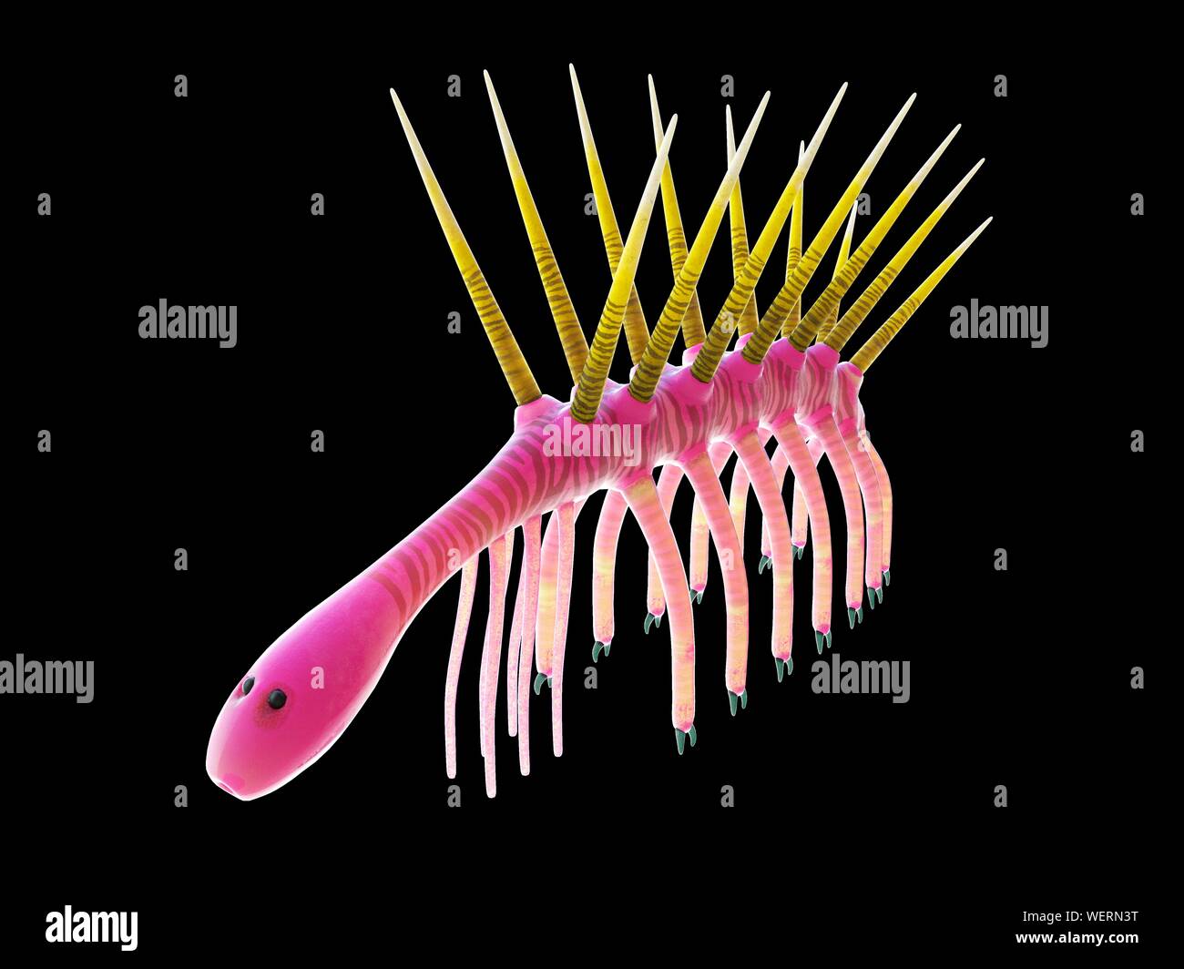 Hallucigenia marine invertebrate, illustration Stock Photo - Alamy