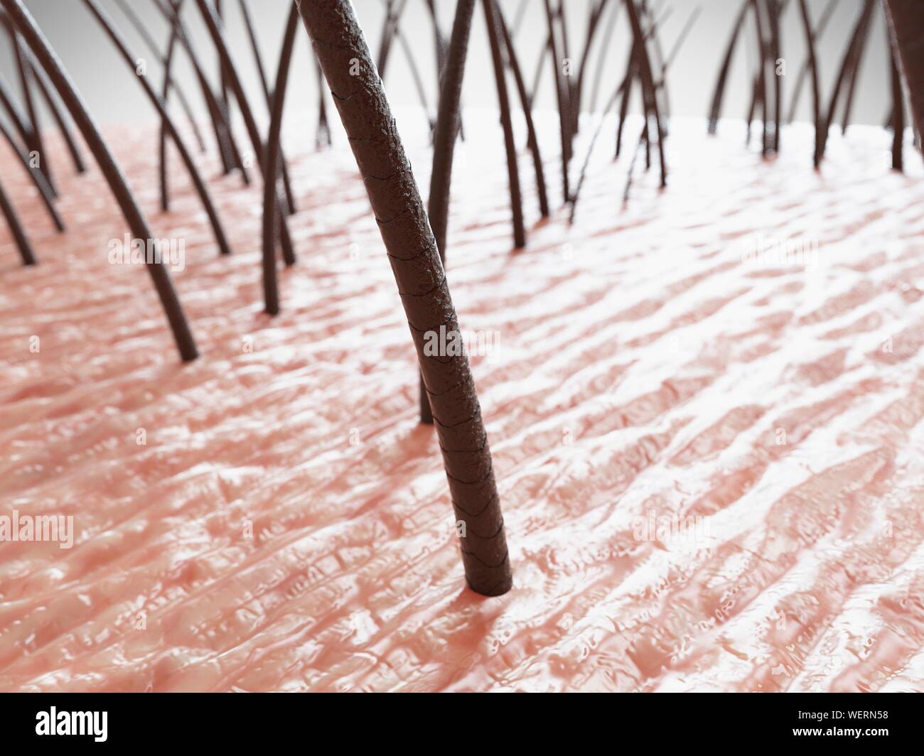 Human skin strands hair hi-res stock photography and images - Alamy