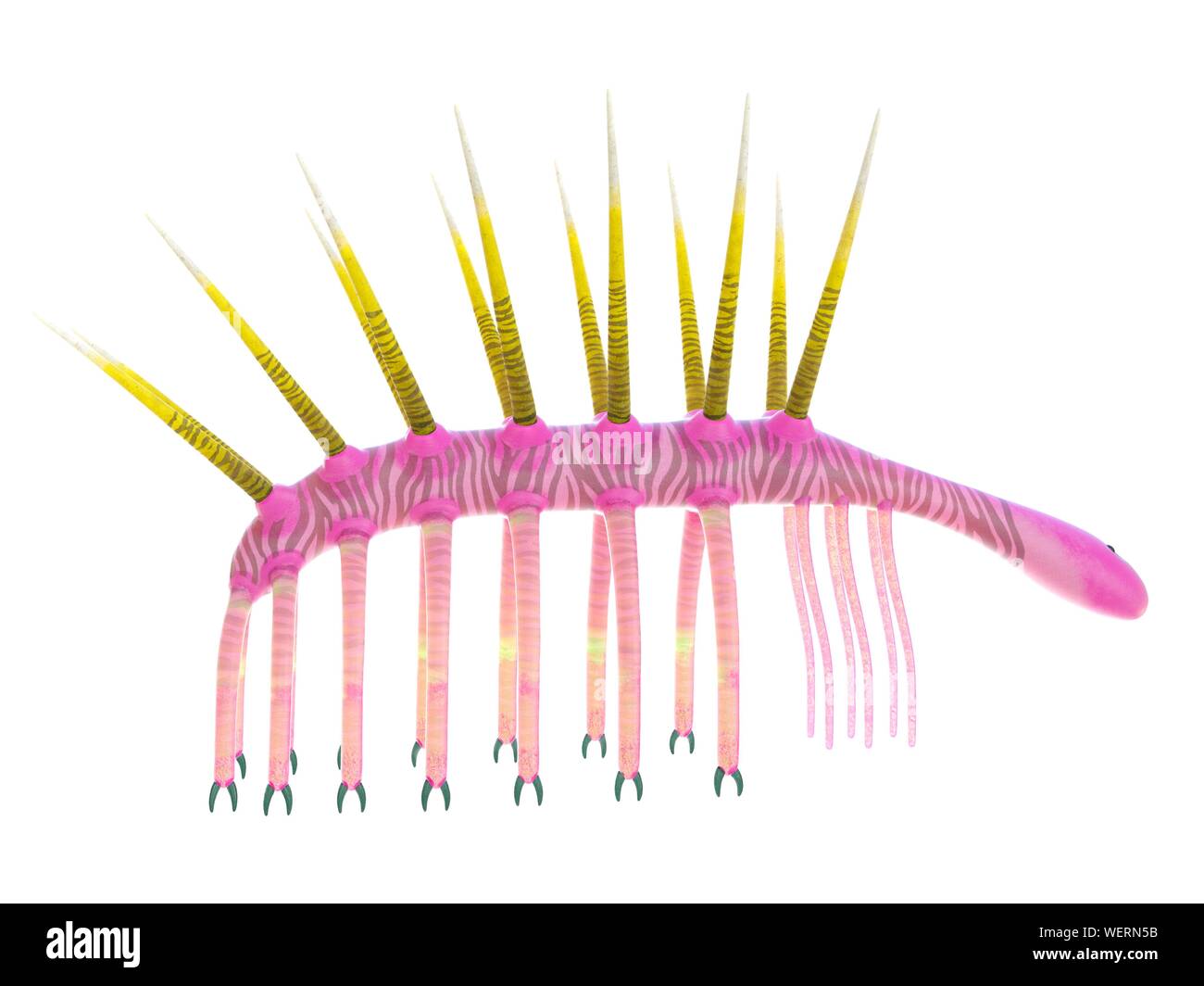 Hallucigenia marine invertebrate, illustration Stock Photo - Alamy
