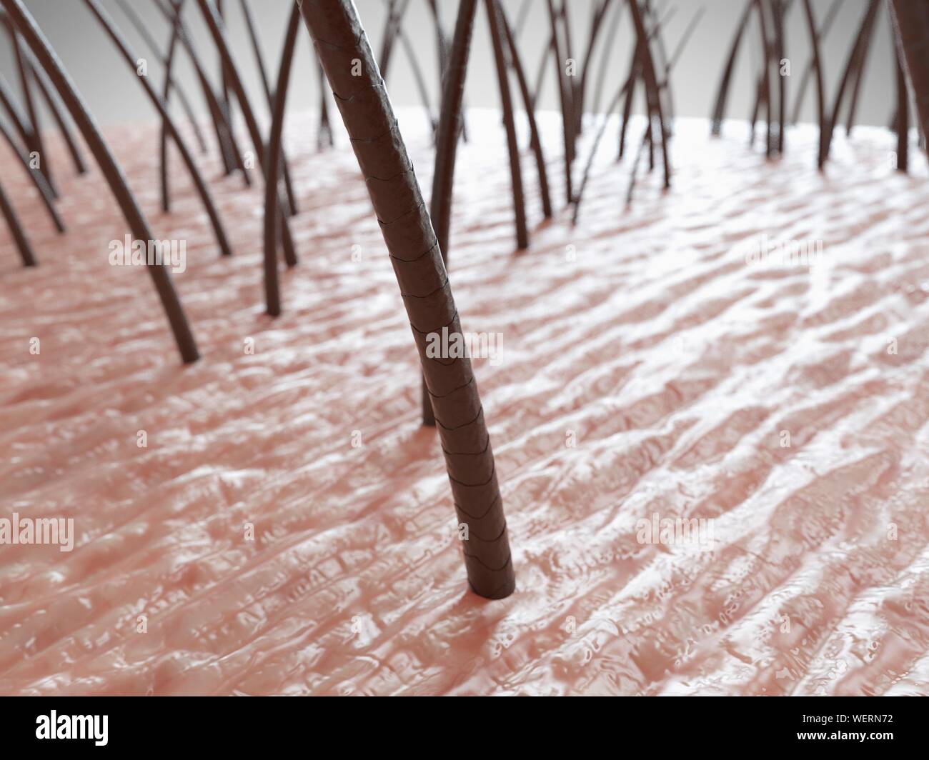 Strand of hair hi-res stock photography and images - Alamy