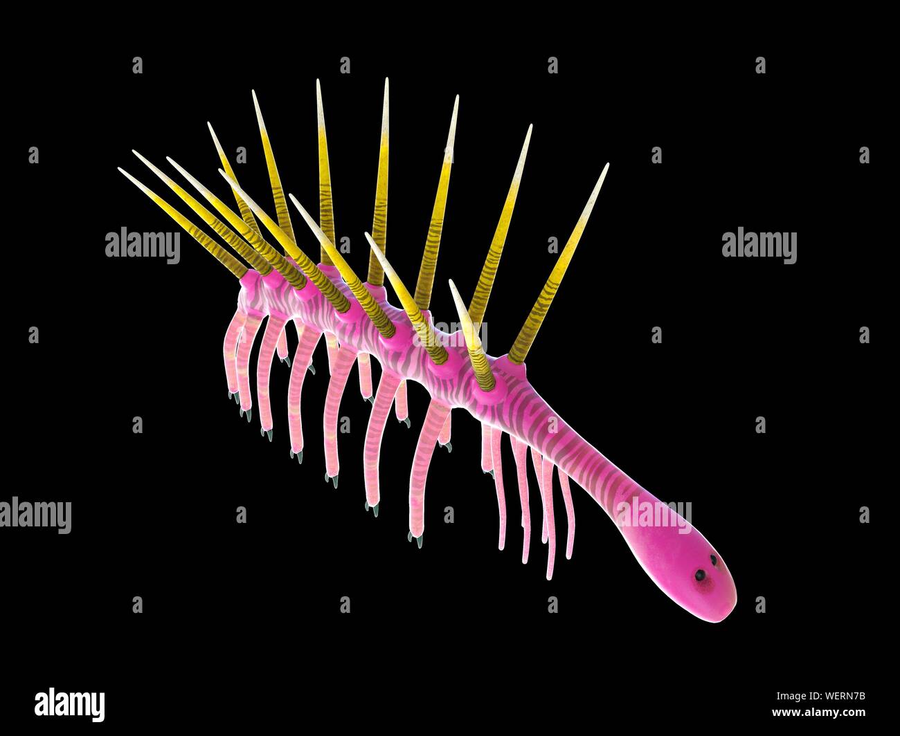 Hallucigenia hi-res stock photography and images - Alamy