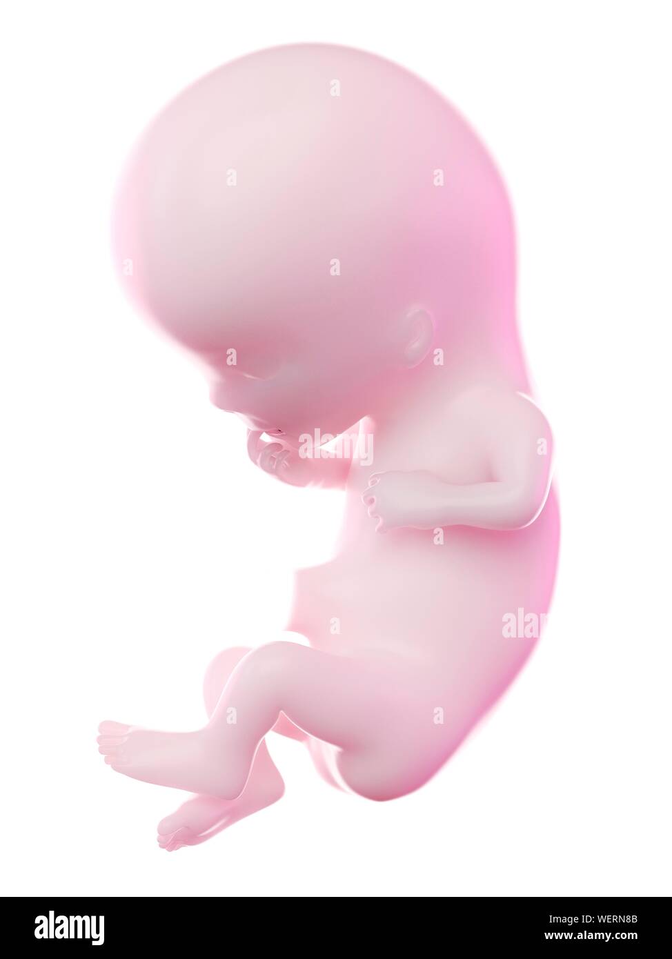 Fetus at week 11, illustration Stock Photo - Alamy