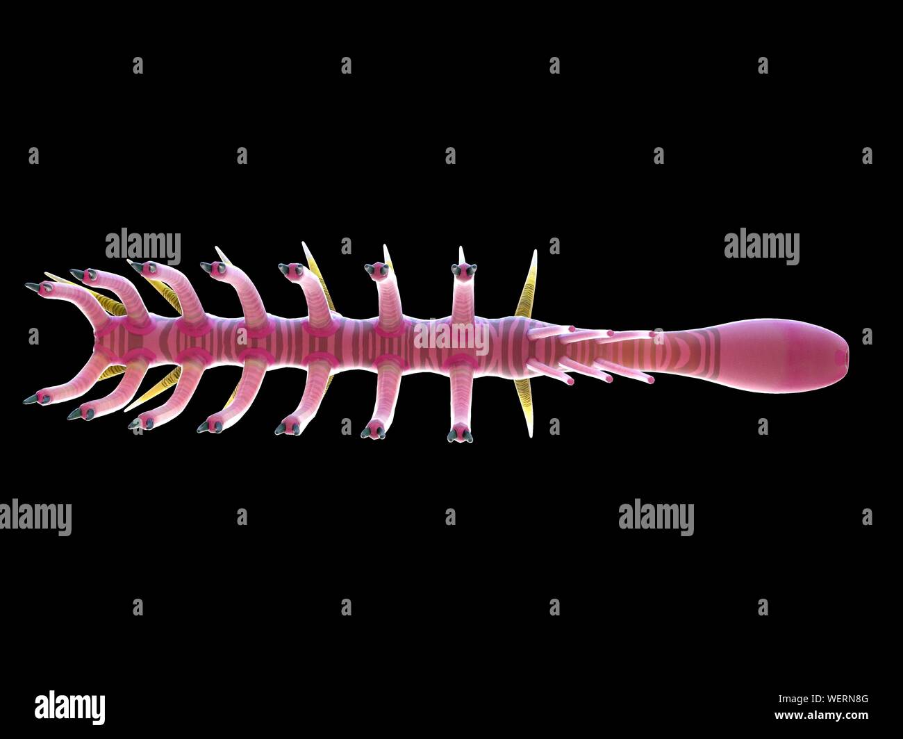 Hallucigenia cambrian hi-res stock photography and images - Alamy