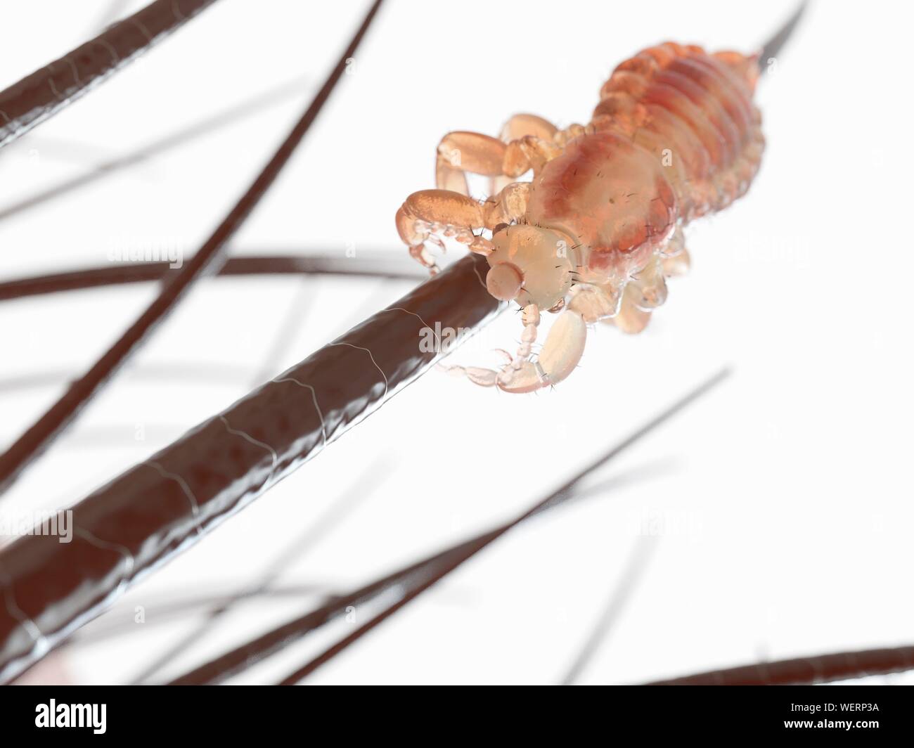 Animal head human body hi-res stock photography and images - Alamy