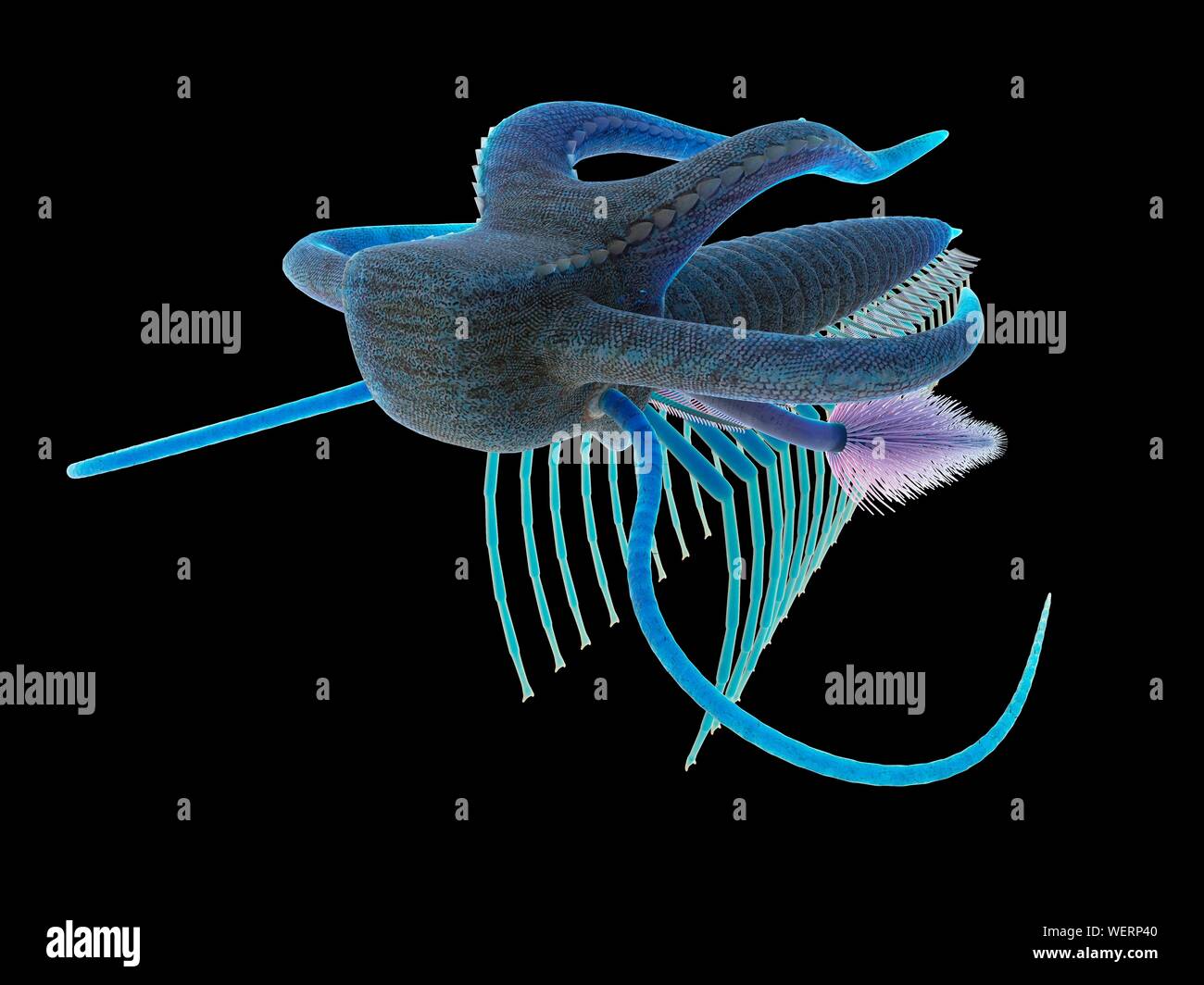 Cambrian animal hi-res stock photography and images - Alamy