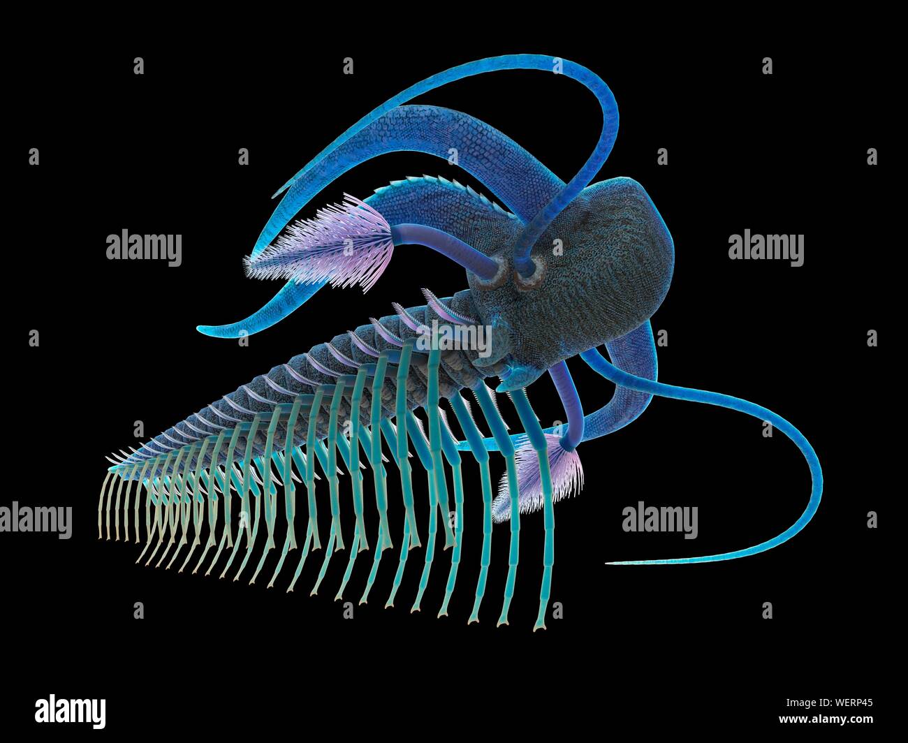 Marella marine arthropod, illustration Stock Photo - Alamy