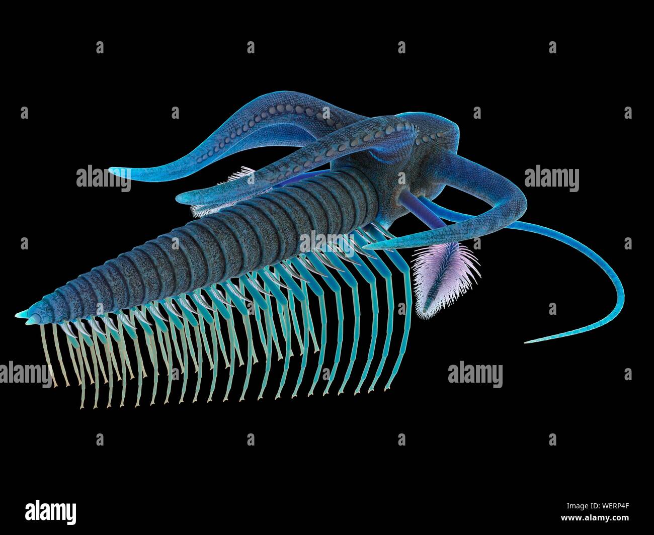 Cambrian Animal High Resolution Stock Photography and Images - Alamy