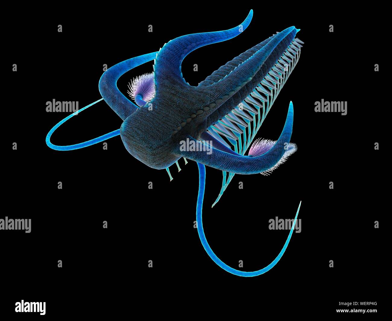 Marella marine arthropod, illustration Stock Photo - Alamy
