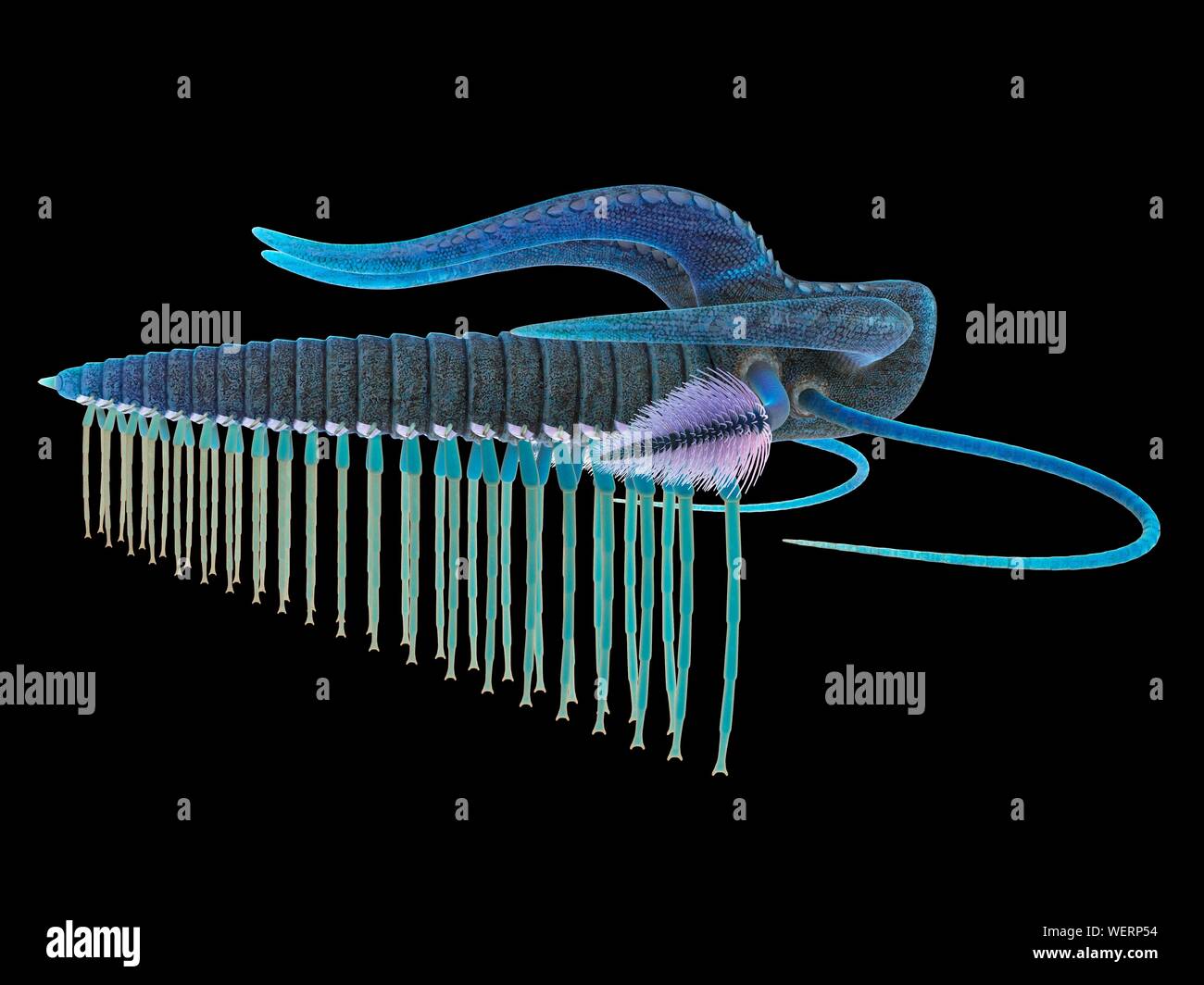 Marella marine arthropod, illustration Stock Photo - Alamy