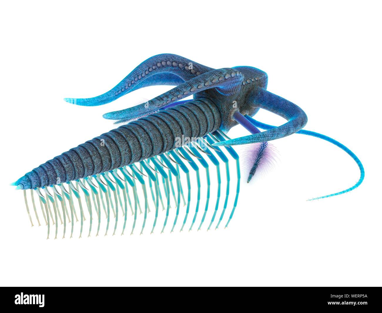 Marella marine arthropod, illustration Stock Photo - Alamy