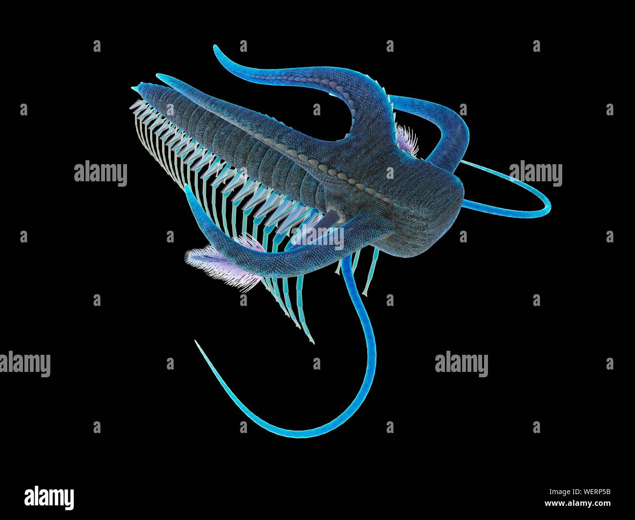 Marella marine arthropod, illustration Stock Photo - Alamy