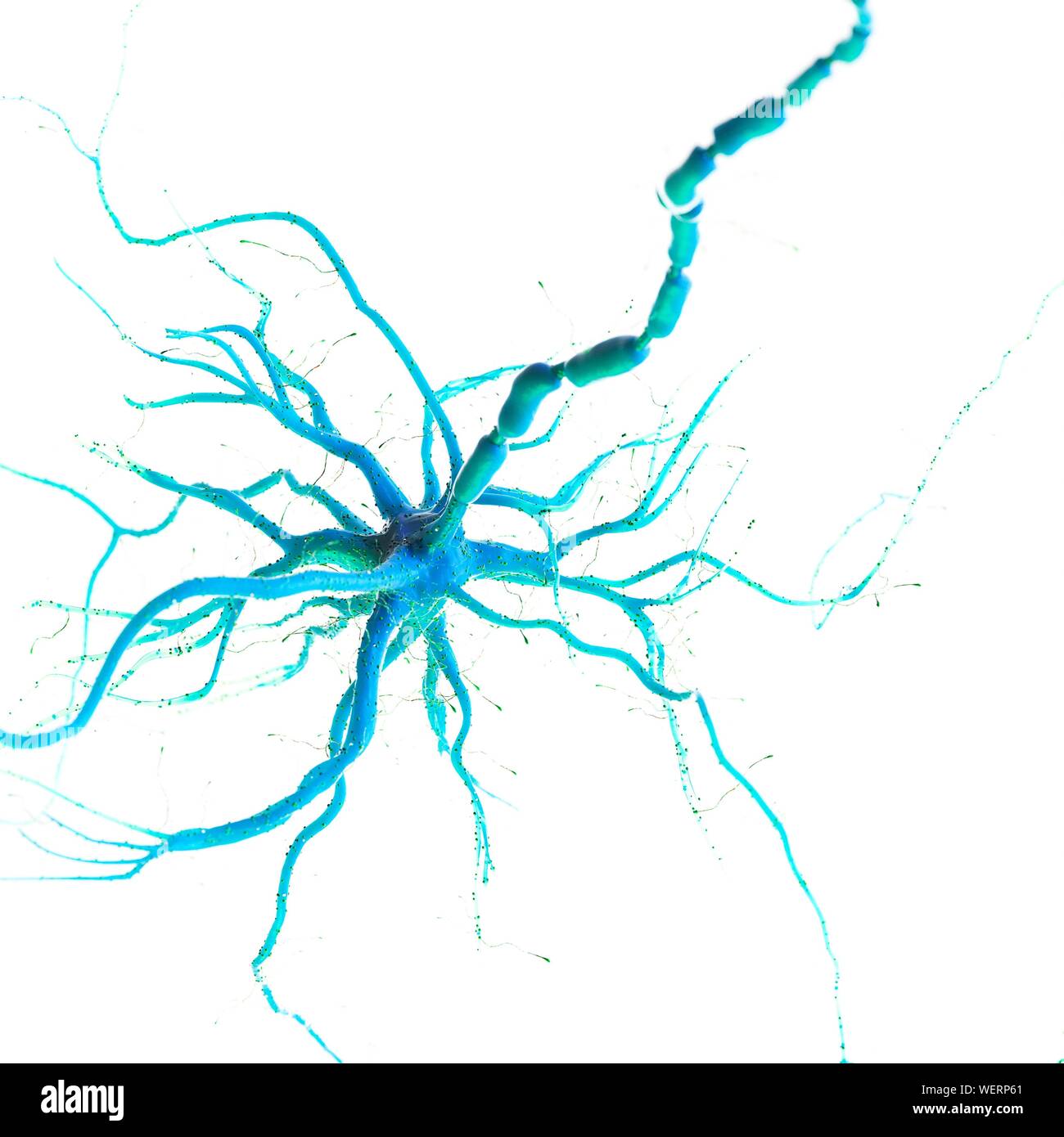 Nerve cell, illustration Stock Photo - Alamy