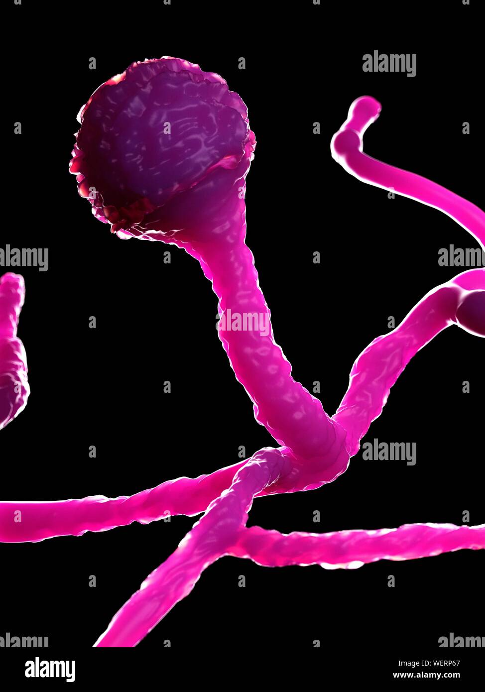 Mucor fungus, illustration Stock Photo - Alamy