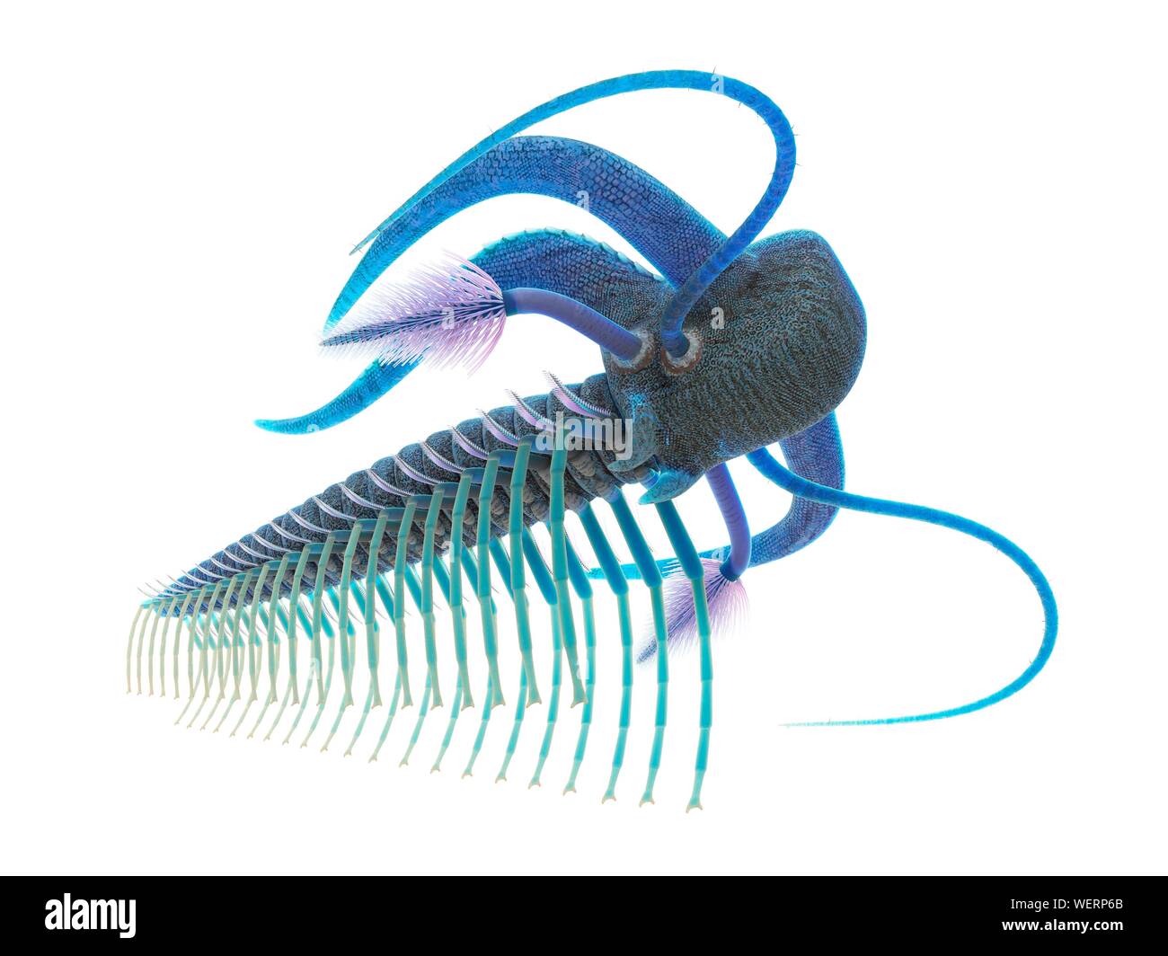 Marella marine arthropod, illustration Stock Photo - Alamy