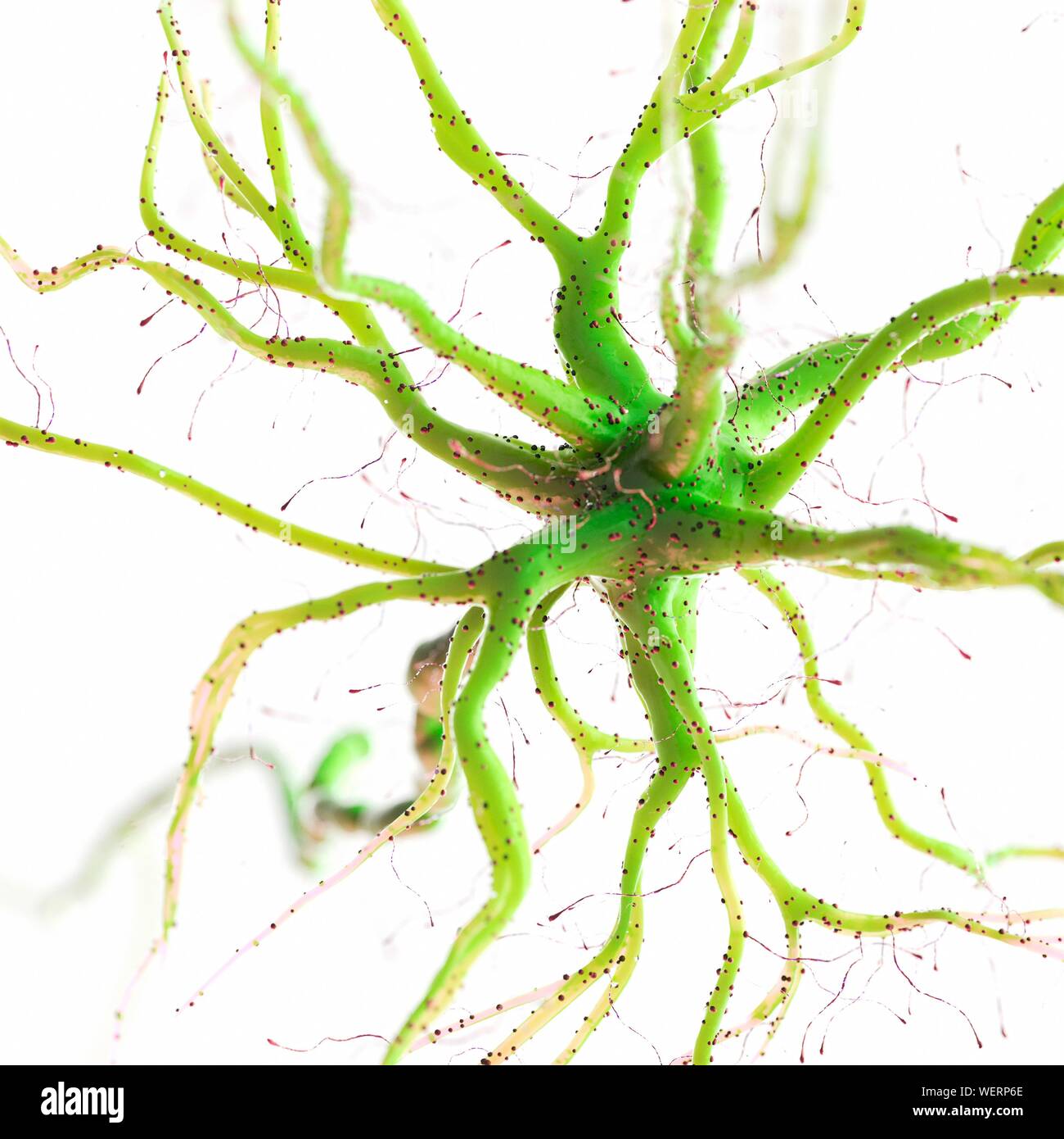 Nerve cell, illustration Stock Photo - Alamy