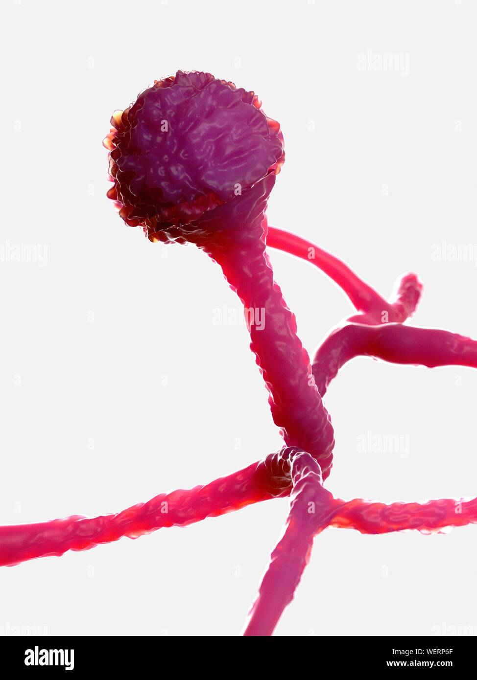 Mucor fungus, illustration Stock Photo - Alamy