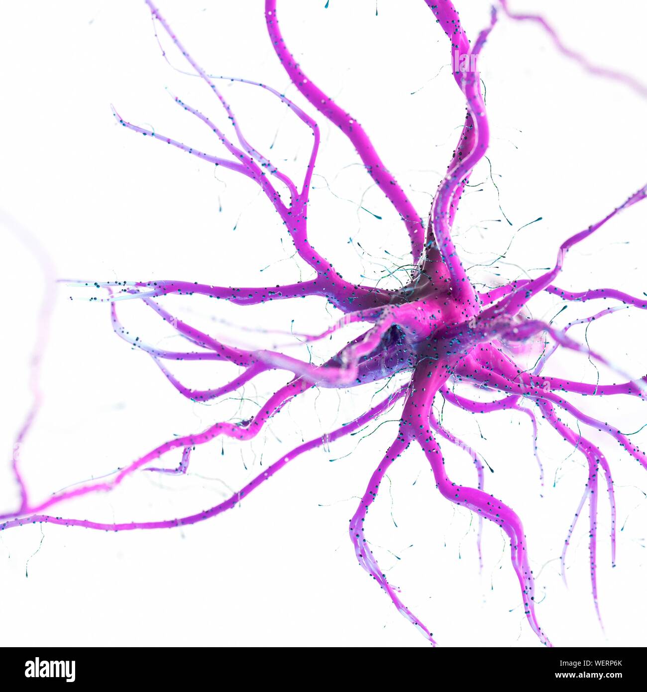 Nerve cell, illustration Stock Photo - Alamy