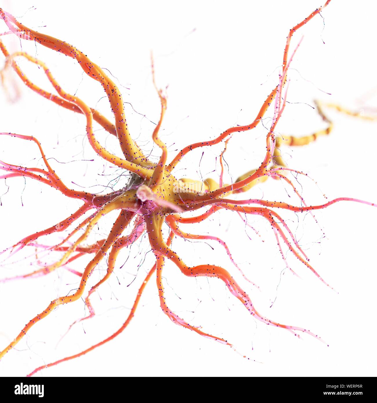 Nerve cell, illustration Stock Photo - Alamy