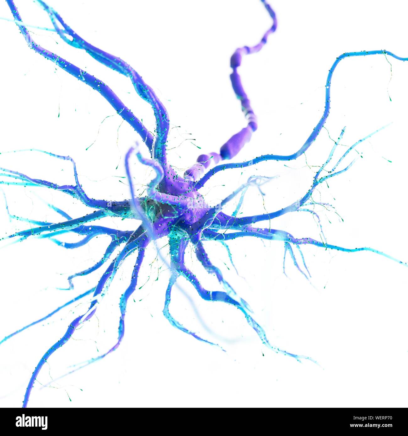 Nerve cell, illustration Stock Photo - Alamy