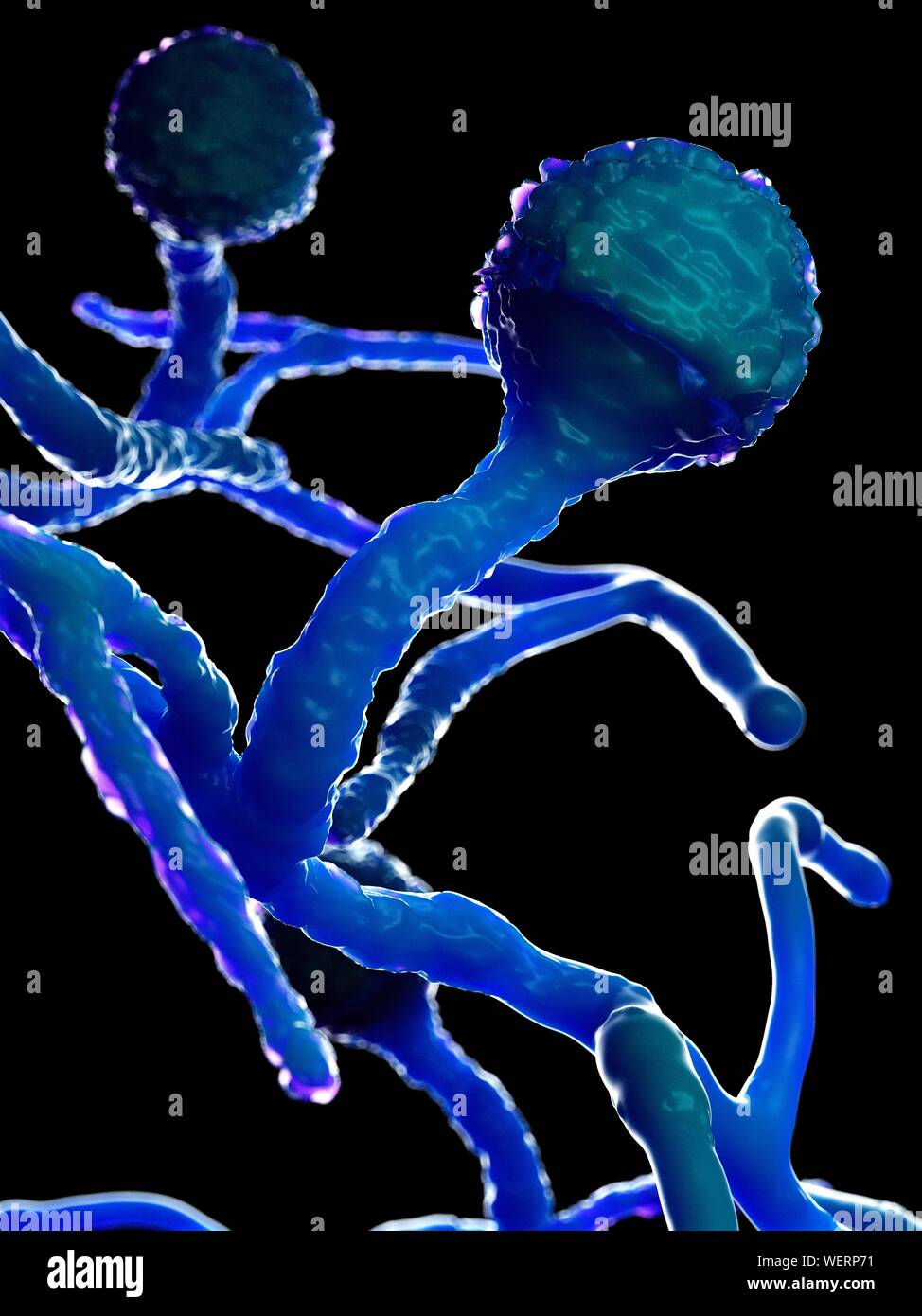 Mucor fungus, illustration Stock Photo - Alamy