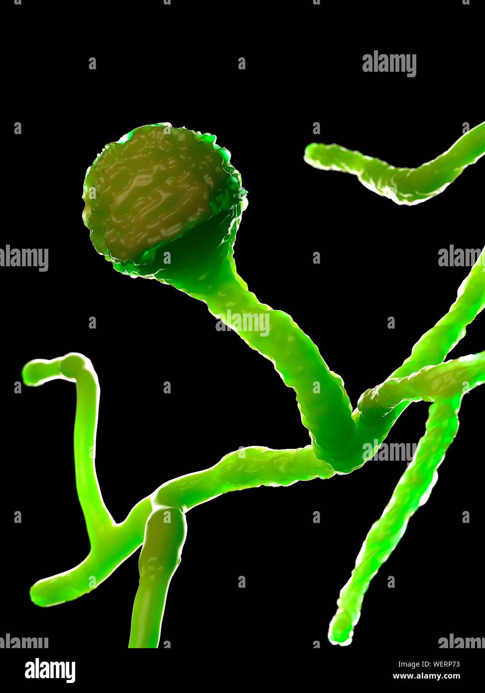 Mucor High Resolution Stock Photography and Images - Alamy